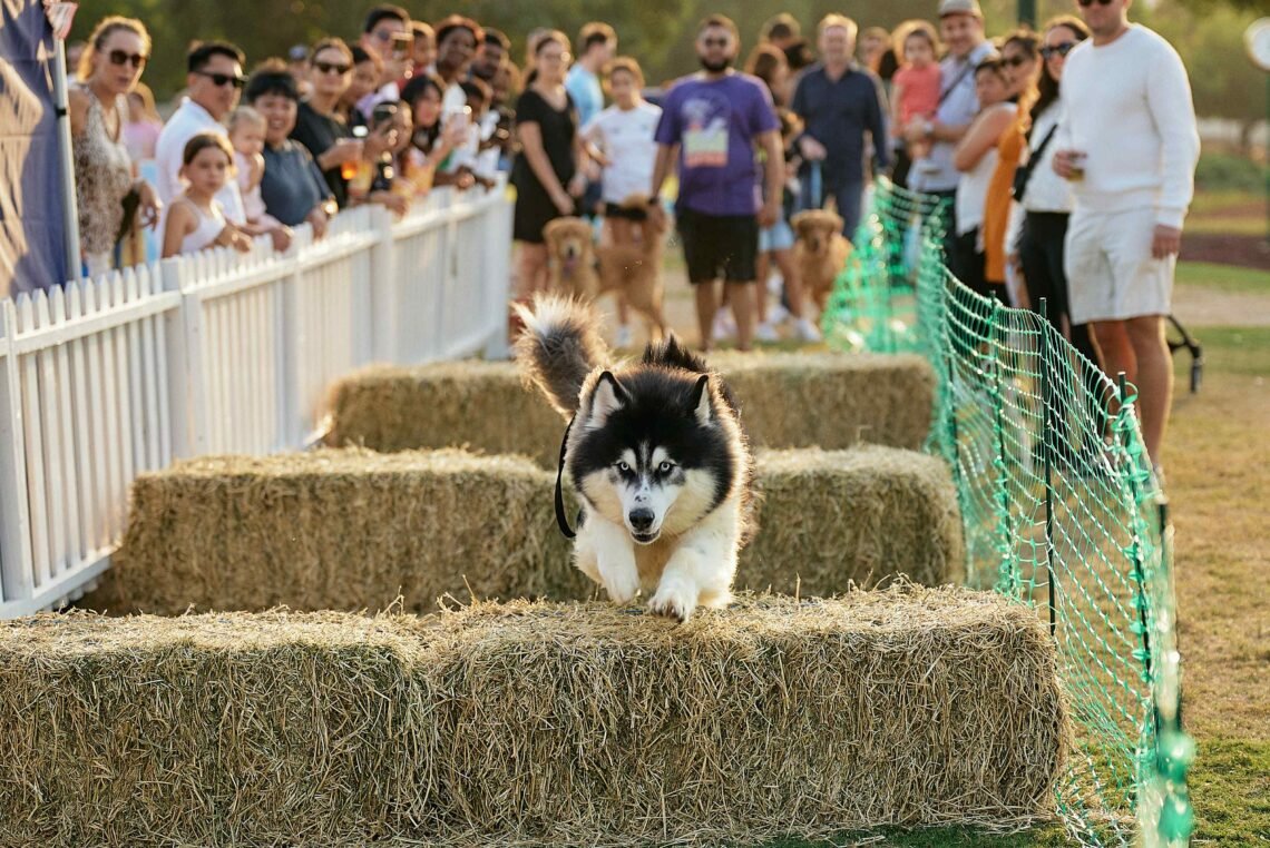 Dubai’s Feastival Now Wags Its Way Back for a Pawsome Spring Edition ...